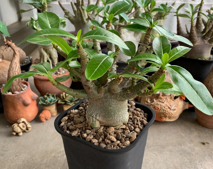 Adenium God Champ – Rare Desert Rose With Sculptural Caudex, Unique ...
