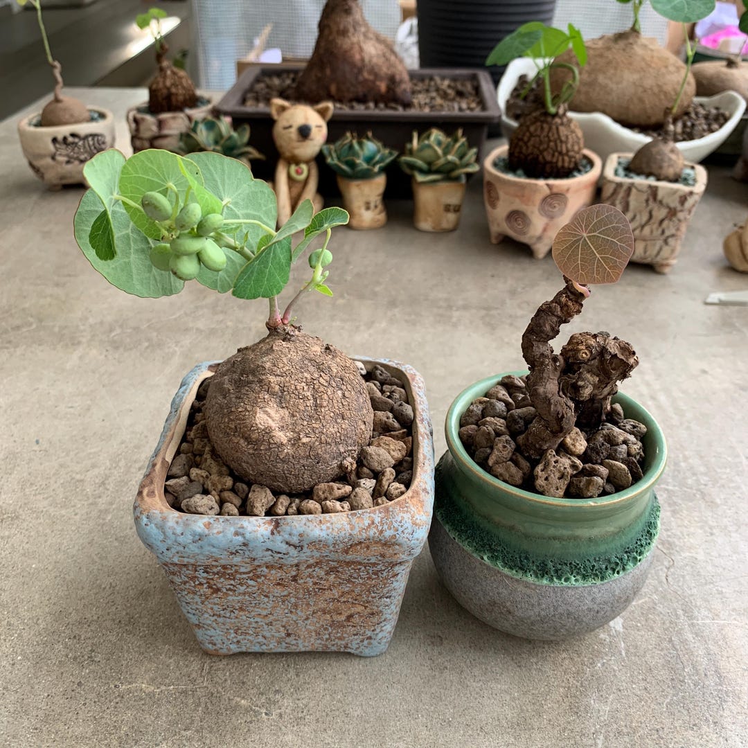 Duo Set Stephania Erecta & Stephania Nova Kaweesaki Plants Rare Caudex ...