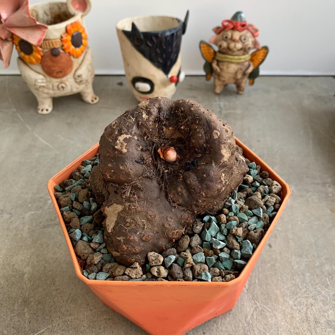 Rare Amorphophallus Atroviridis - Voodoo Lily Large Bulb, Dark Green ...