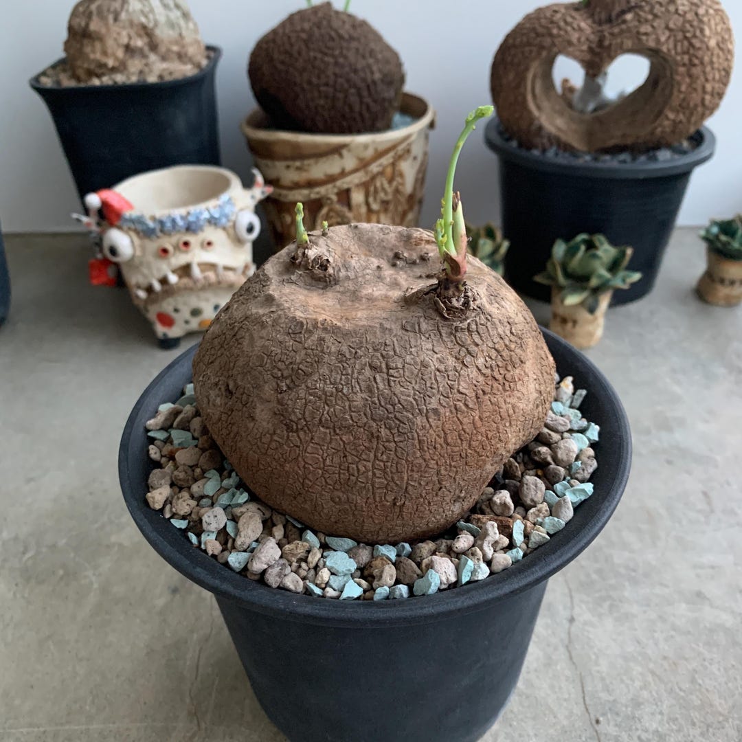 Stephania Erecta Rare Plant Beautiful Caudex With Natural Scar on Skin ...