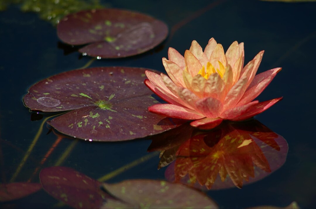 Mainam 5 Stems Nymphaea “wanvisa” – Rare Live Aquatic Flower, Tropical ...