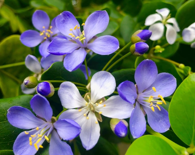 Guaiacum Officinale 25 Seeds, Lignum Vitae, Unique Tropical Hardwood ...