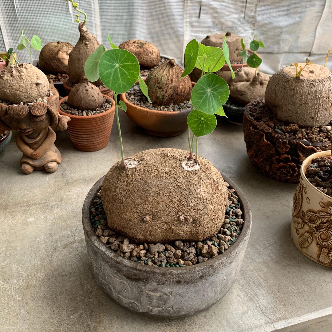 Very Rare Stephania Erecta Craib – Caudex Succulent With Delicate Vine ...