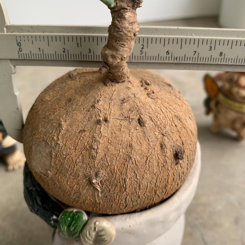 Stephania Erecta Live Caudex Bonsai - Plante tropicale de collection ...