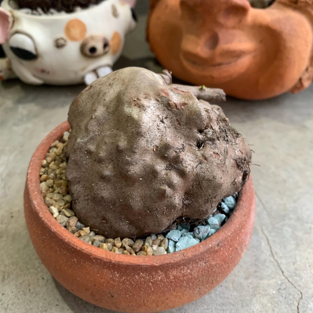 Exotic Ant Plant – Hydnophytum Formicarum Caudex Epiphyte, Easy Care ...