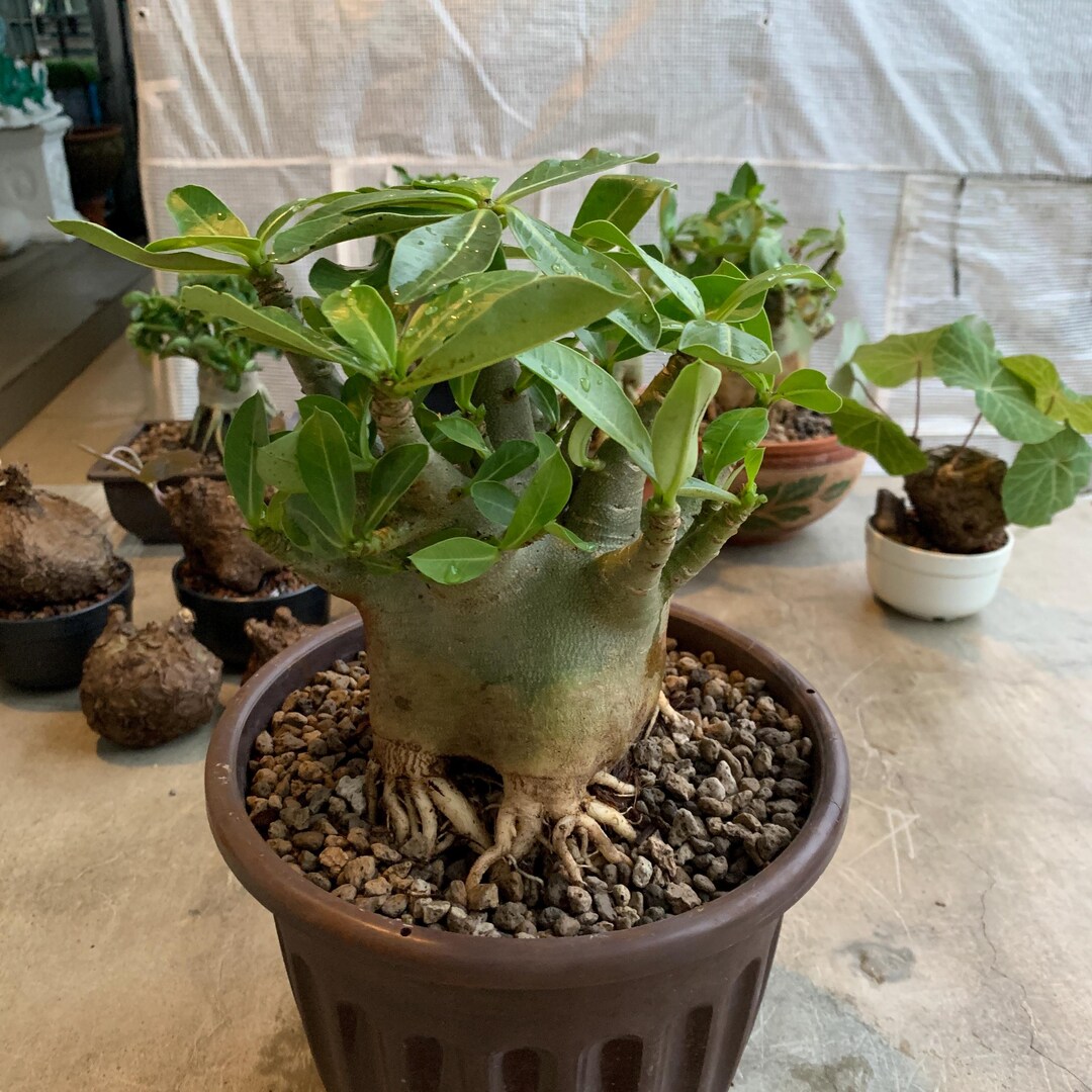 Rare Adenium Arabicum Exotic Succulent With Thick Trunk, Ideal for ...