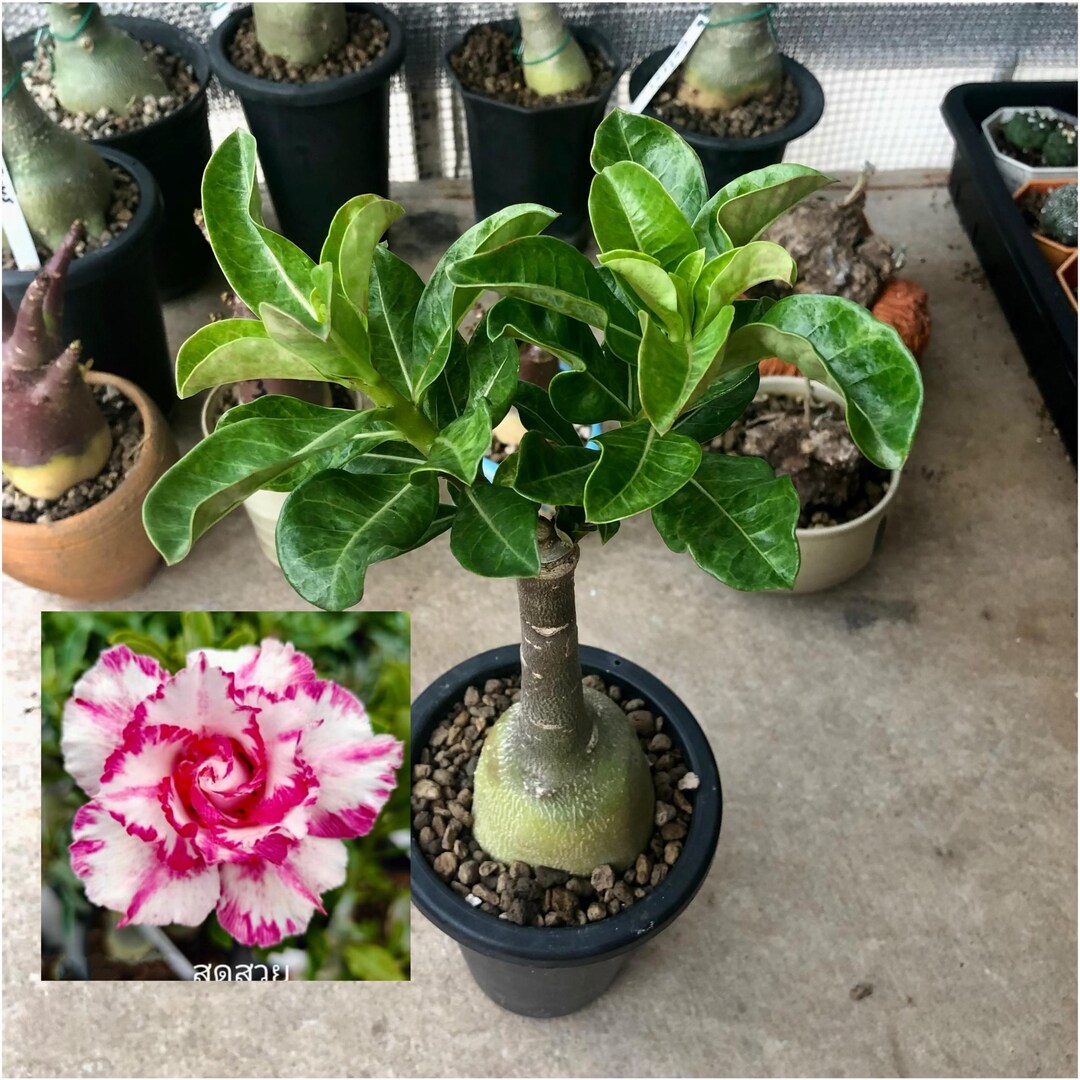 Adenium Obesum sud Suay Beautiful Flowering Desert Rose With Stunning ...