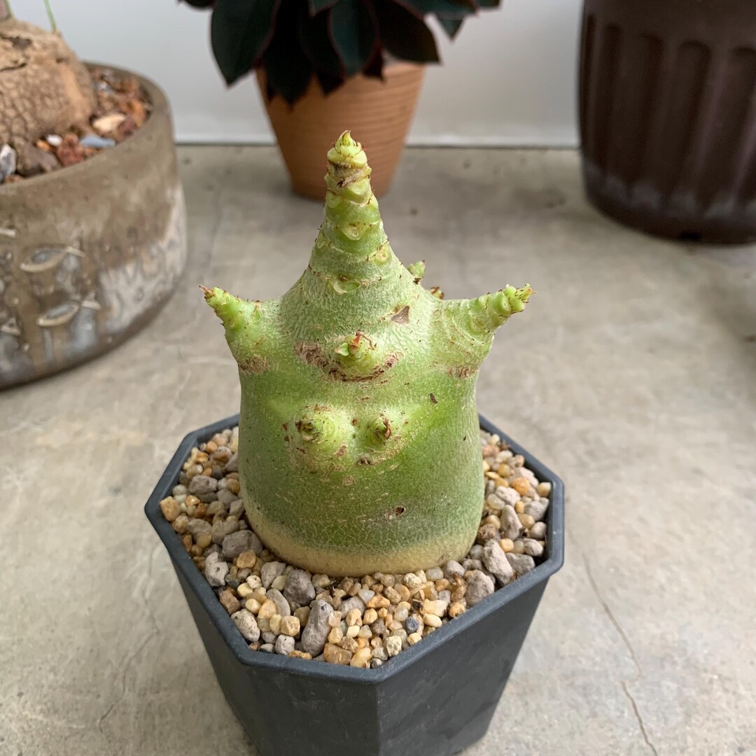 Adenium Arabicum “godji” – Unique Desert Rose Variety With Thick Caudex ...