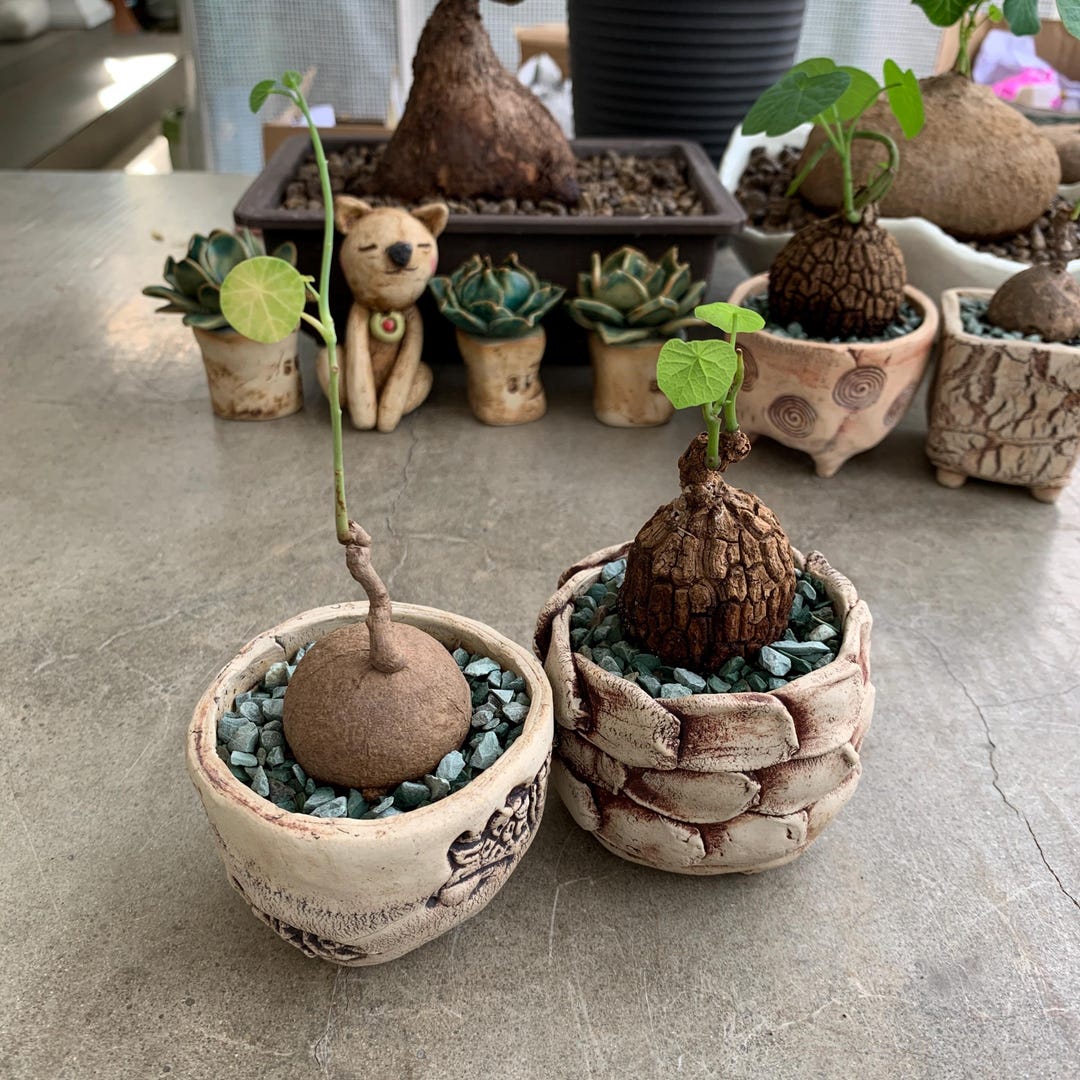 Rare Stephania Erecta & Suberosa Set Exotic Caudex Plants, Perfect for ...