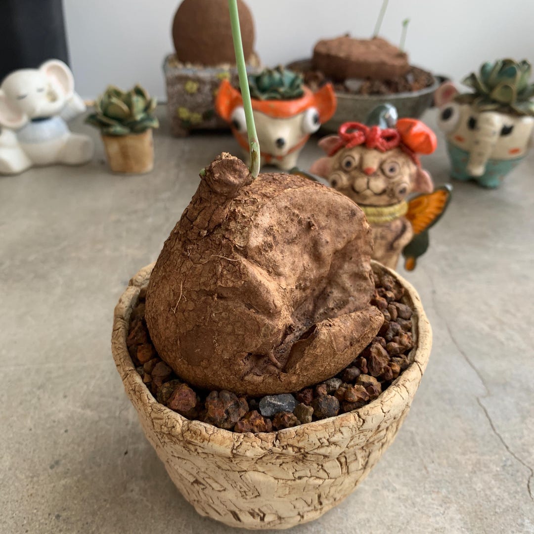 Rare Stephania Erecta Craib, Exotic Bulb Indoor Beauty, Easy Care Plant ...