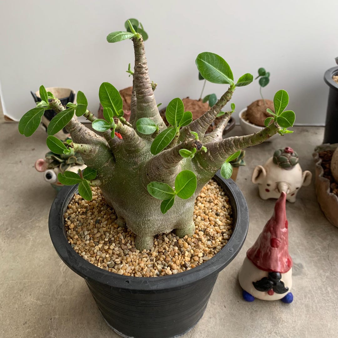 Adenium Arabicum God Champ – Rare Caudex Desert Rose – Exotic Thai ...