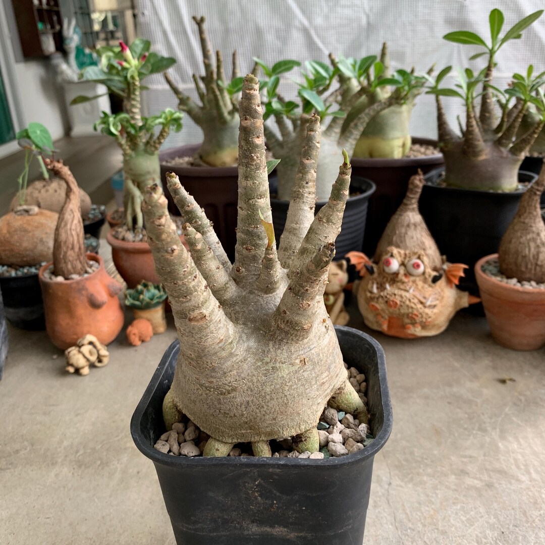 Rare Desert Rose,adenium Arabicum Soco, Unique Bonsai, Succulent for ...