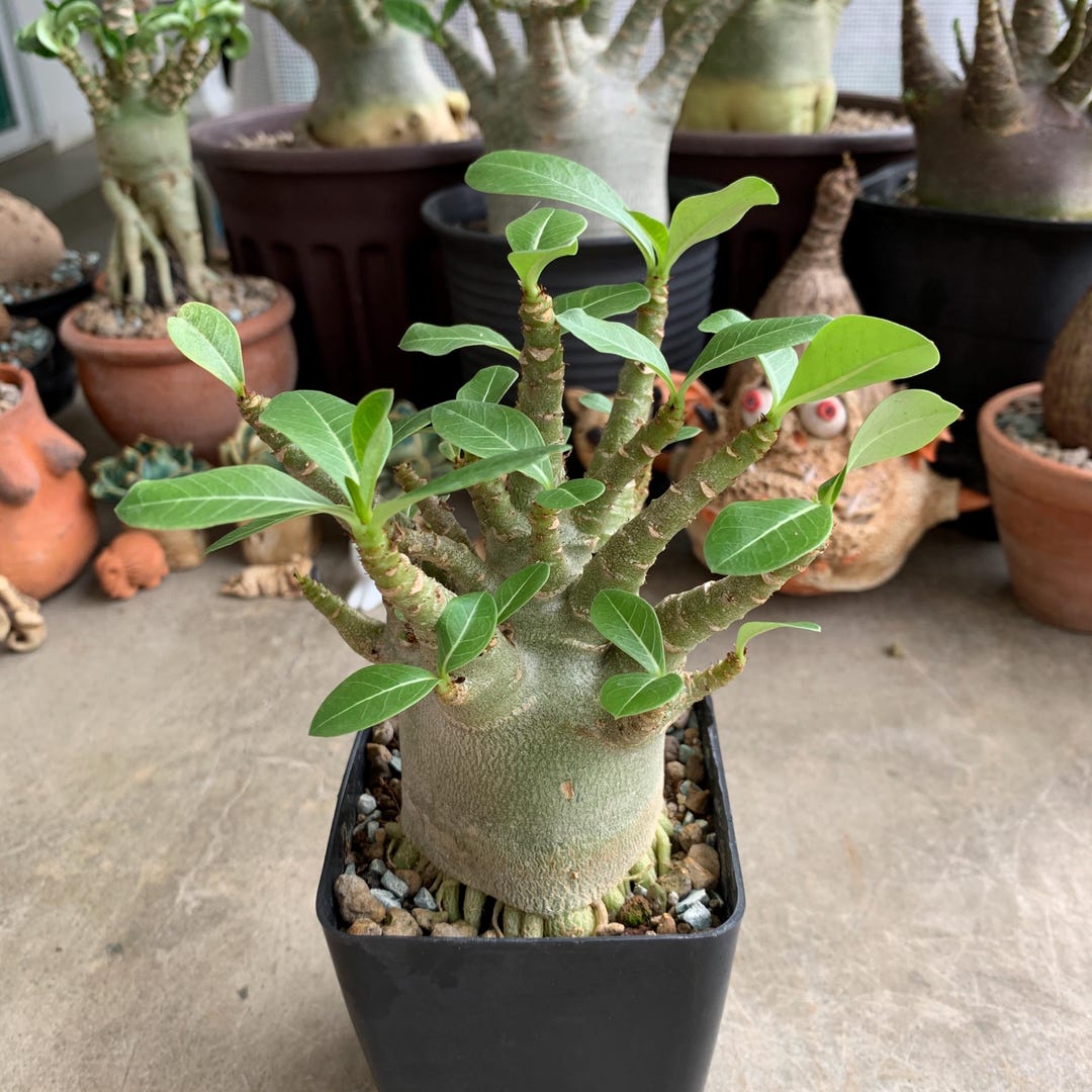 Adenium Obesum Rare Desert Rose With Unique Foilages, Exotic Succulent ...