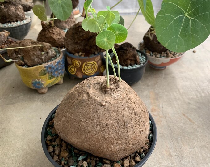 Rare Stephania Erecta Caudex Bonsai – Unique Indoor Succulent, Elephant ...