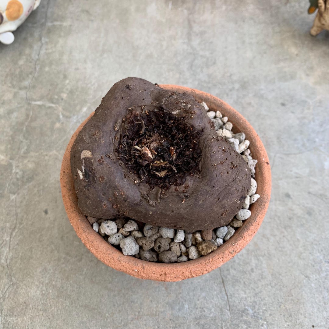 Amorphophallus Atroviridis - Rare Exotic Voodoo Lily, Dark Green ...