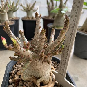 Adenium Arabicum Rare Desert Rose With Sculptural Caudex, Unique ...
