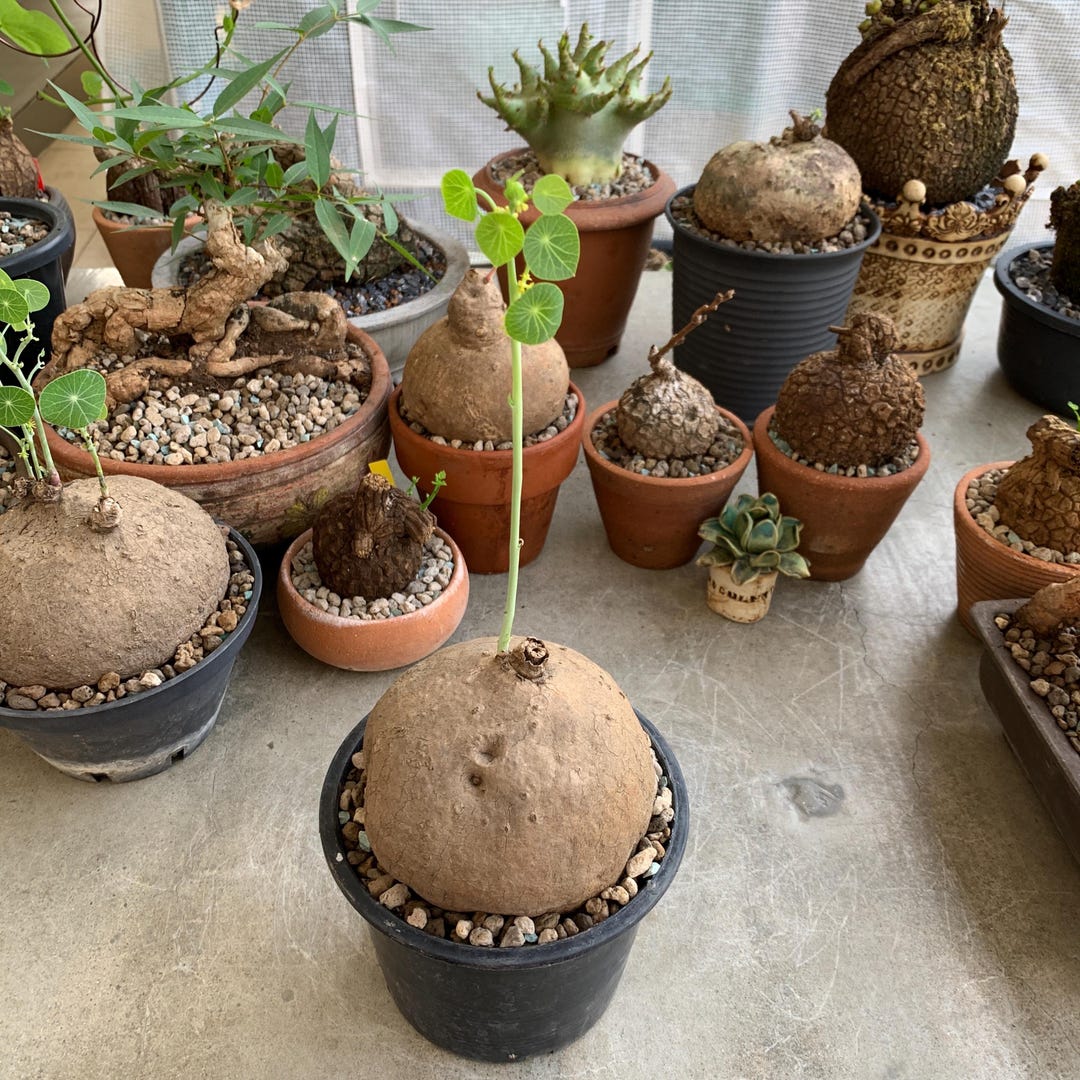 Stephania Erecta Caudex Plant Exotic Succulent Bonsai, Easy Indoor ...