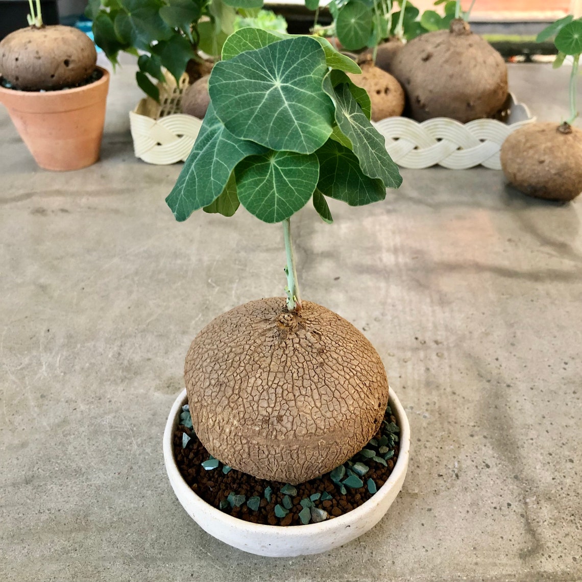 Stephania erecta Craib width 8 cm Large size | Etsy