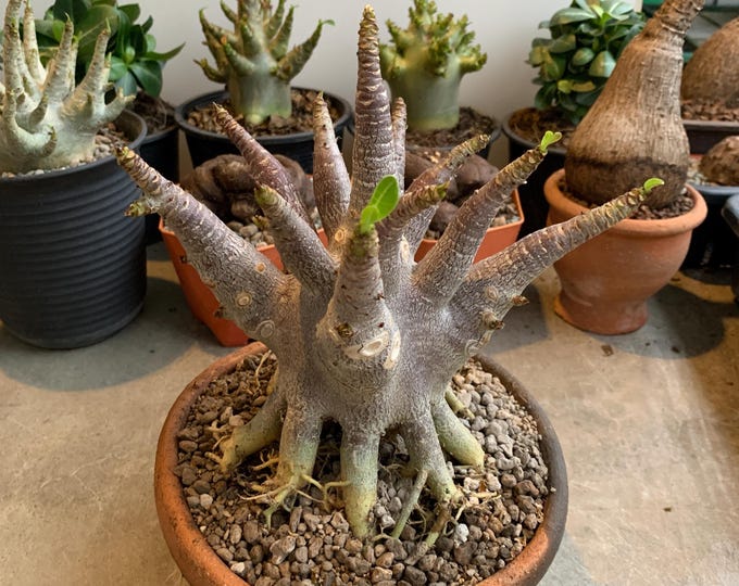 Rare Adenium Arabicum – Desert Rose Variety Caudex, Hardy and Drought ...