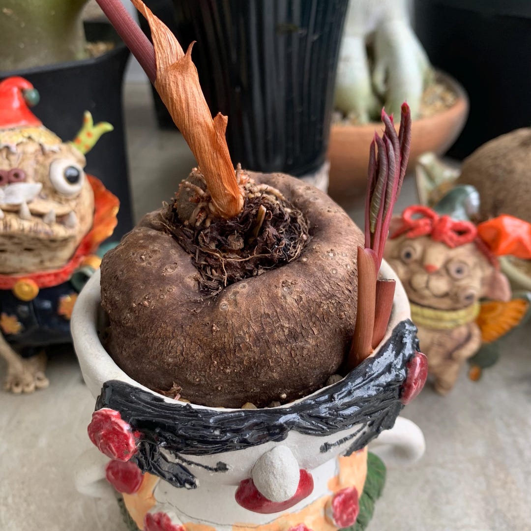 Custom Item for Khun Theodore for Compensation, Rare Amorphophallus ...