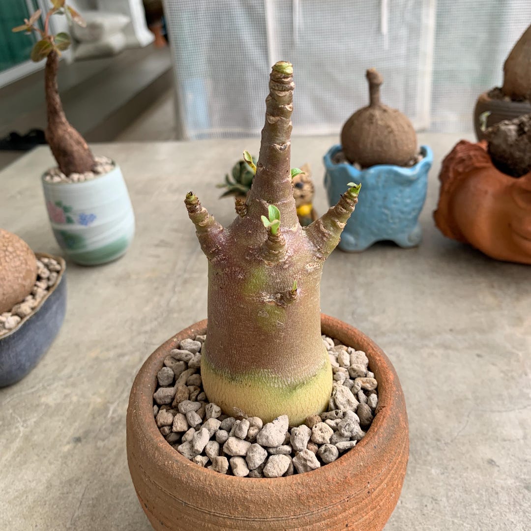 Adenium Obesum Desert Rose Unique Caudex Succulent With Gorgeous Blooms ...
