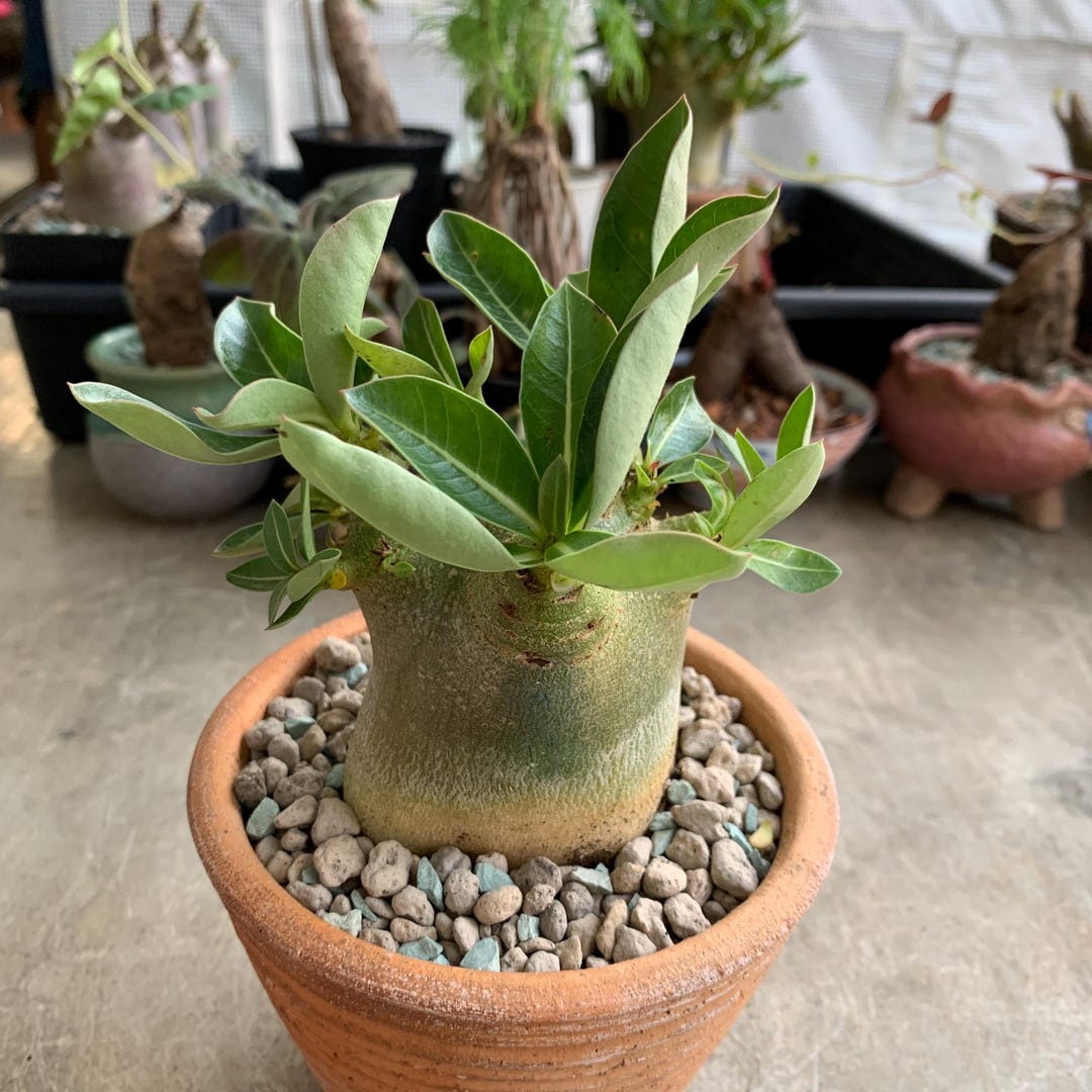Adenium God Champ Rare Desert Rose With Stunning Caudex, Unique ...