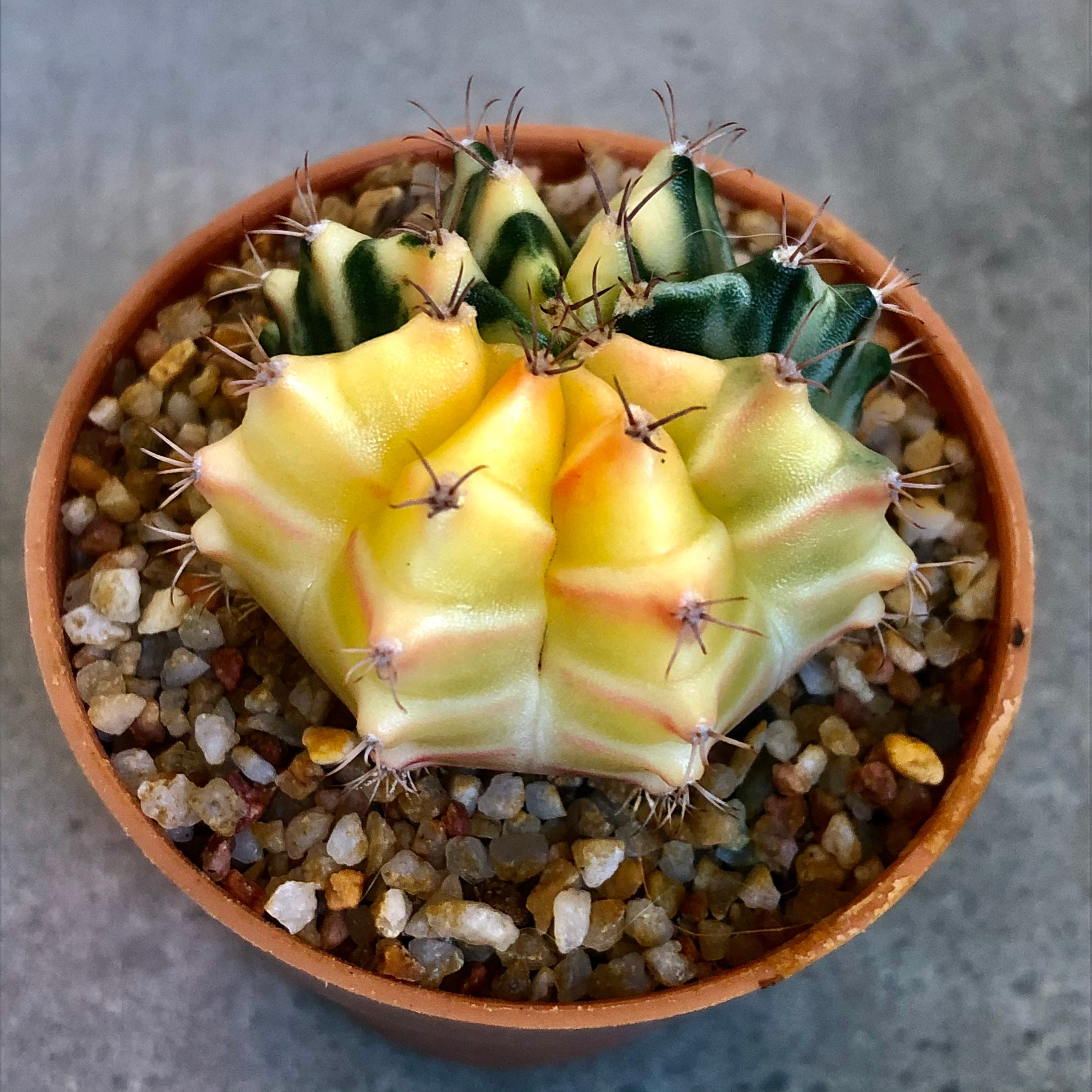 Cactus Variegated Gymnocalycium mihanovichii variegated | Etsy