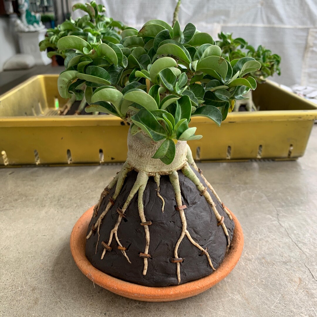 Dorset Horn Adenium DHA Rare Desert Rose, Twisted Branches, Perfect for ...