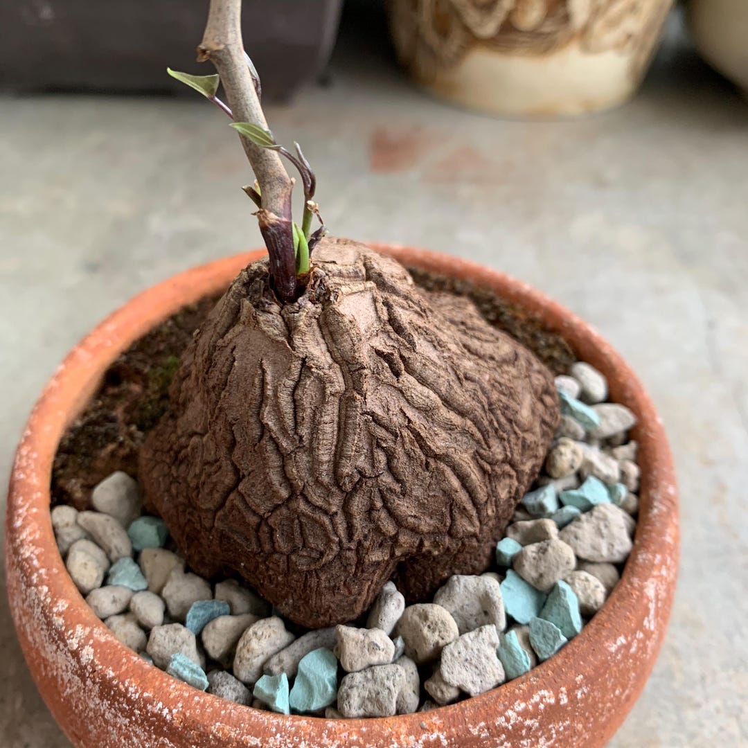 Dioscorea Sylvatica Elephants Foot Vine Rare Caudex Succulent, Stunning ...