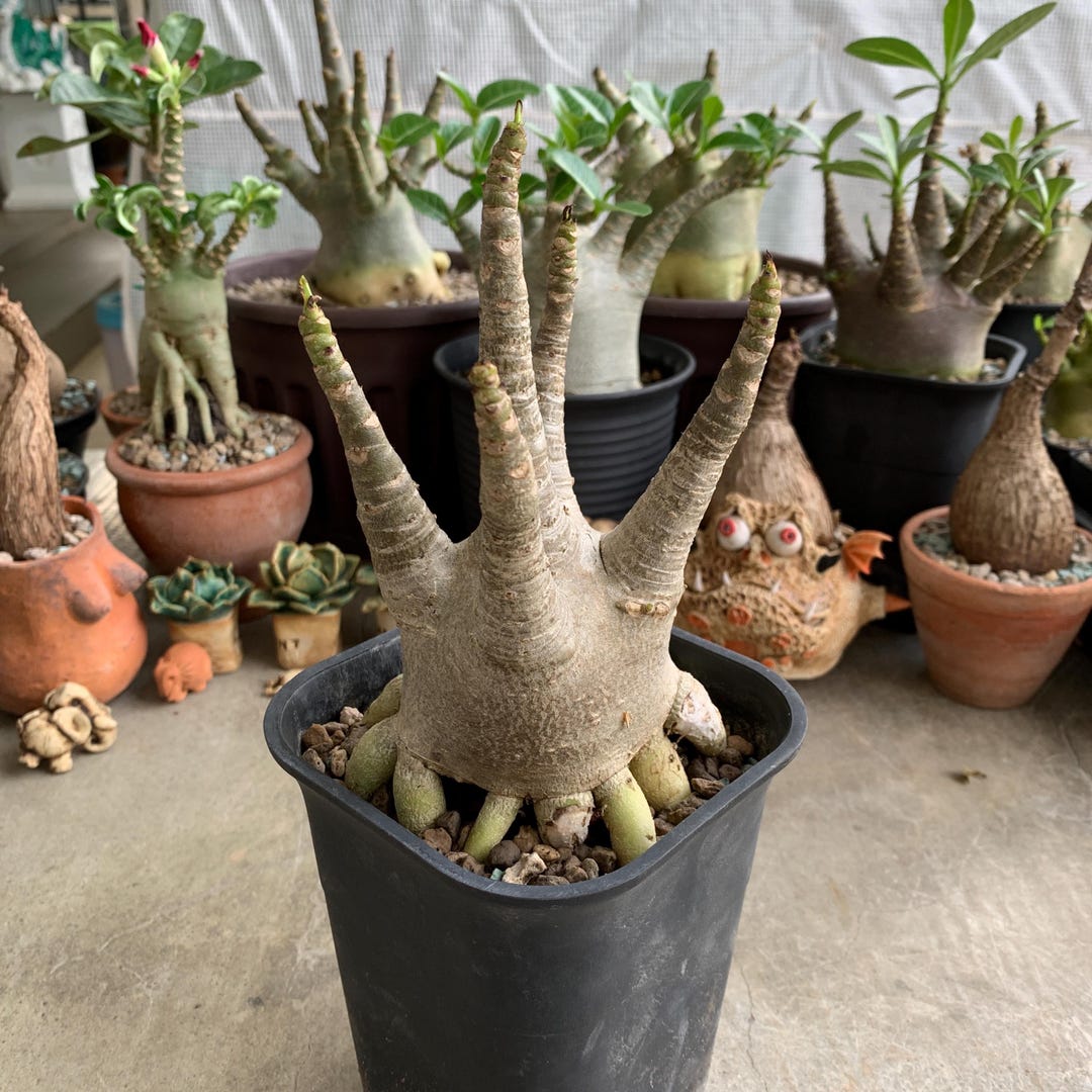 Adenium Arabicum Soco Rare Desert Rose With Sculptural Caudex, Unique ...