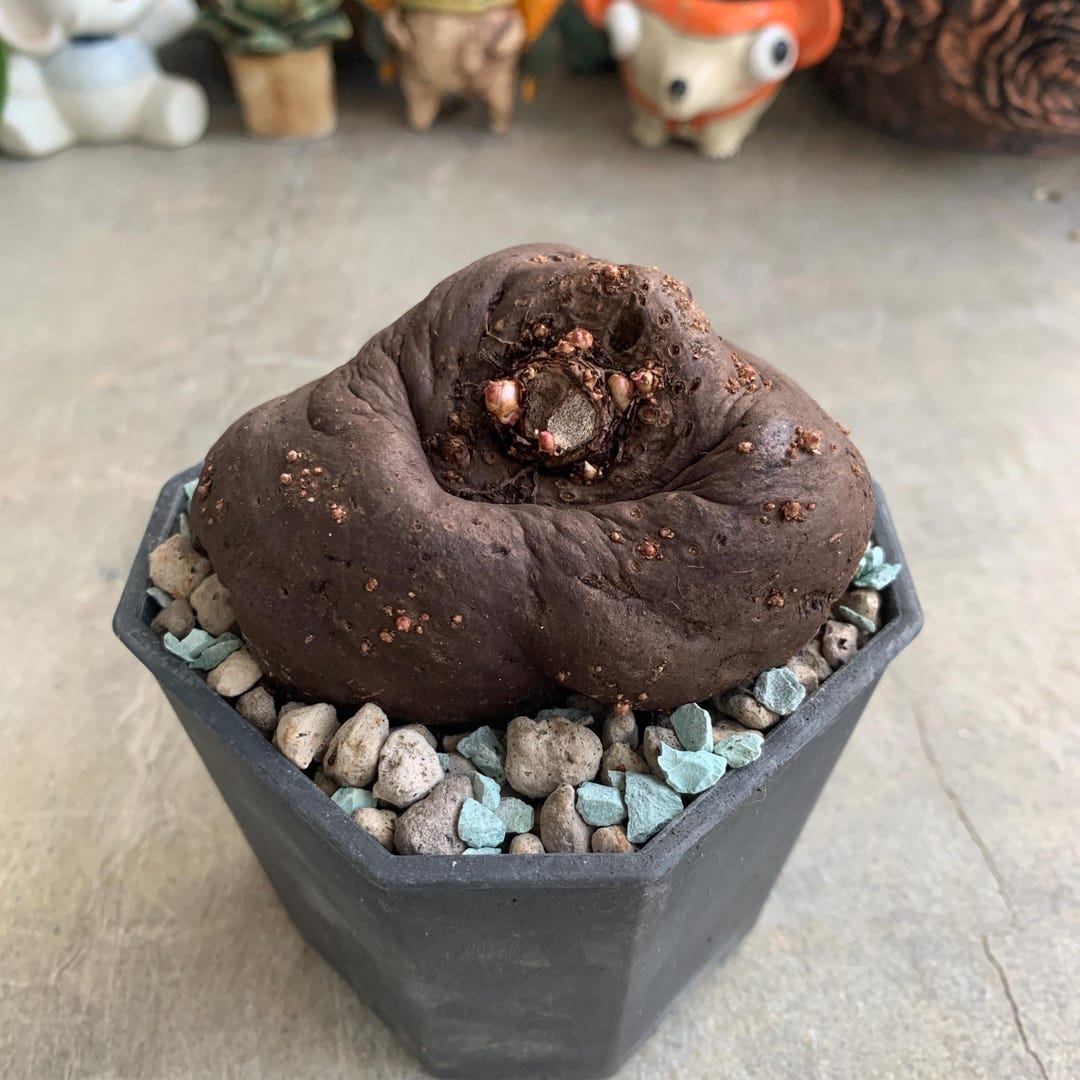 Amorphophallus Atroviridis - Rare Exotic Voodoo Lily, Large Bulb, Dark ...