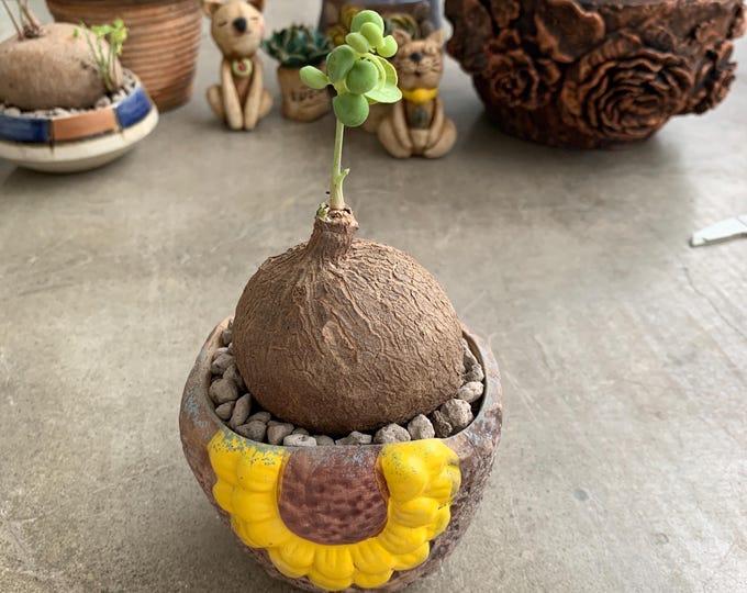 Rare Stephania Erecta Stunning Caudex With Distinctive Shape, Ideal for ...