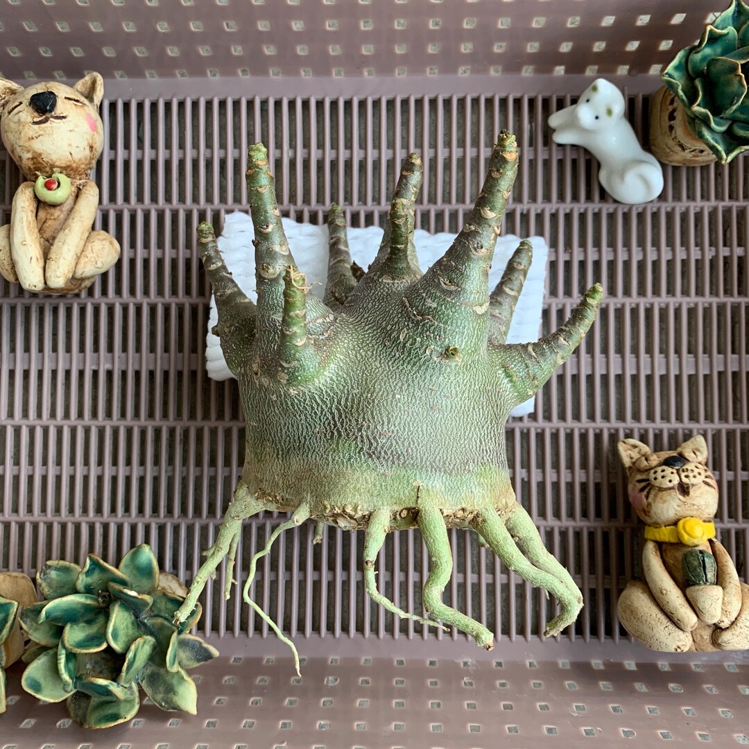 Rare Adenium Arabicum kalamae Desert Rose Stunning Pink Blooms, Hardy ...