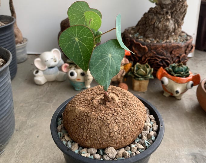 Stephania Erecta Caudex Plant - Unique Indoor Bonsai, Rare Elephant ...