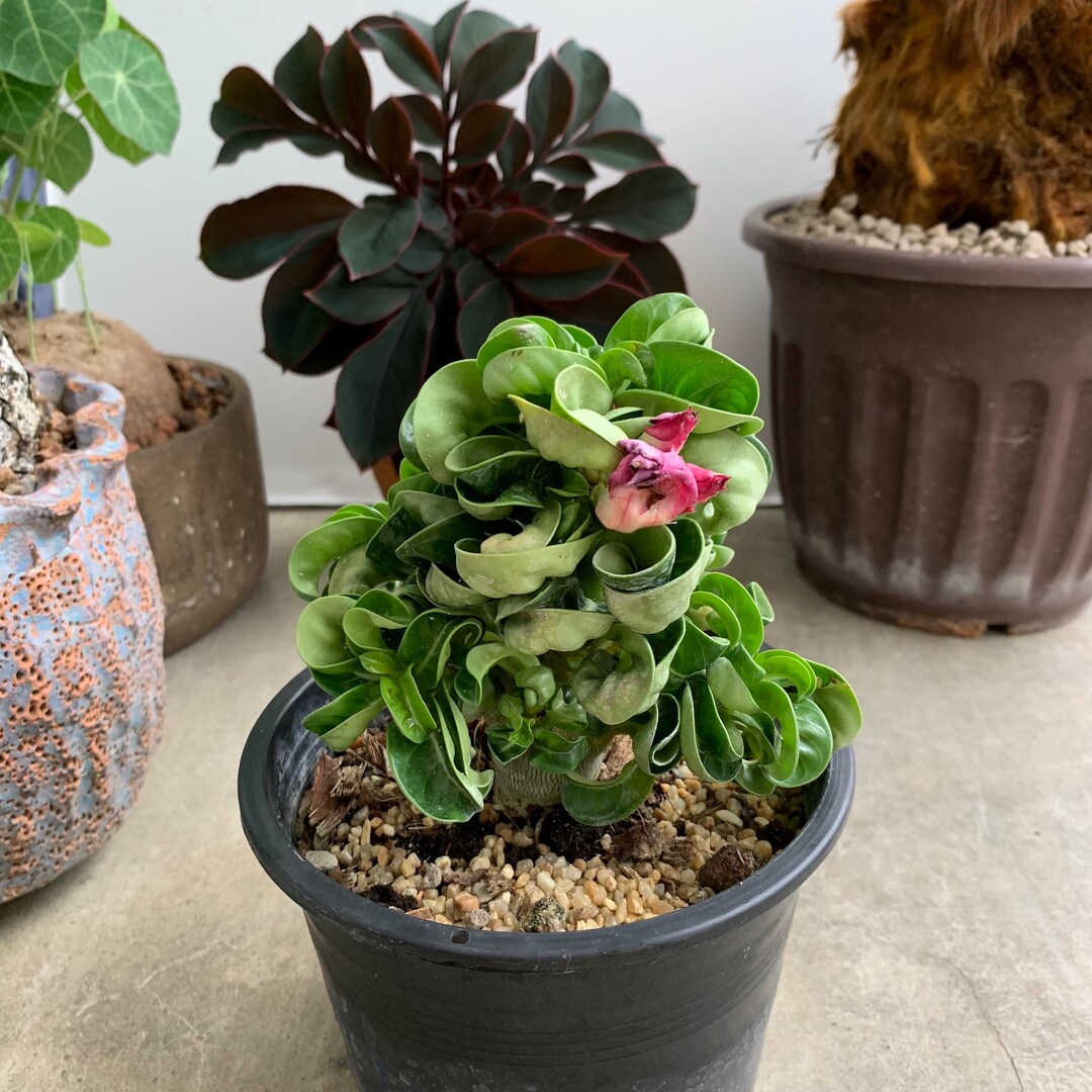 Adenium Arabicum “sheep Horns Medusa” Rare Twisted Caudex Desert Rose ...