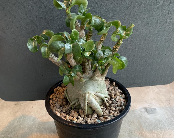 DHA Dorset Horn Adenium – Unique Desert Rose, Twisted Branches, Ideal ...