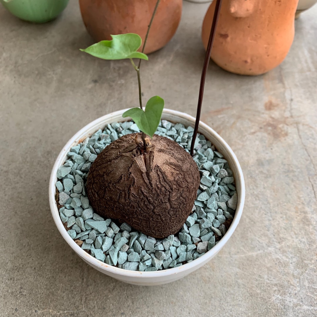 Dioscorea Sylvatica Rare Caudex Plant – Unique Elephant’s Foot Vine ...
