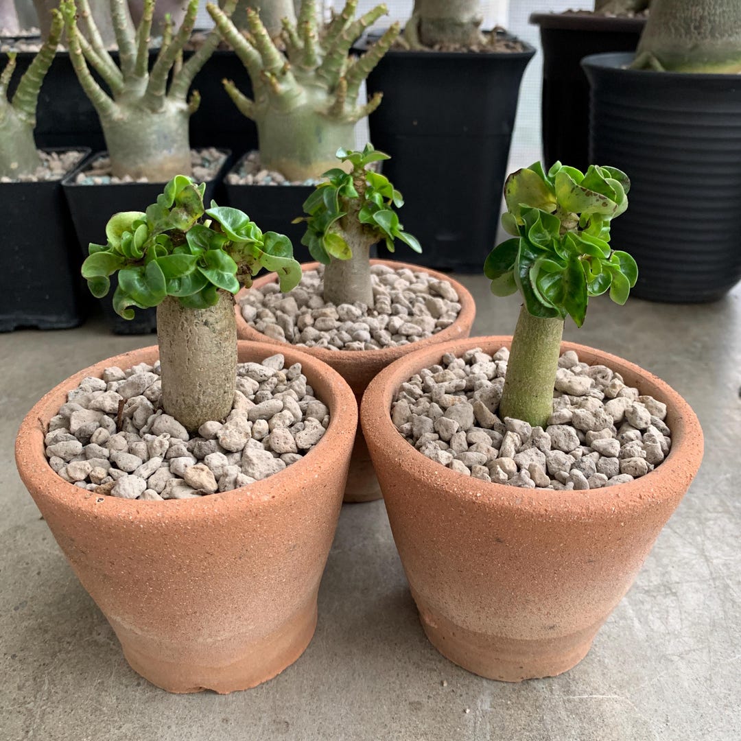 Adenium Arabicum DHA Unique Caudex Bonsai With Curly Green Leaves, Easy ...