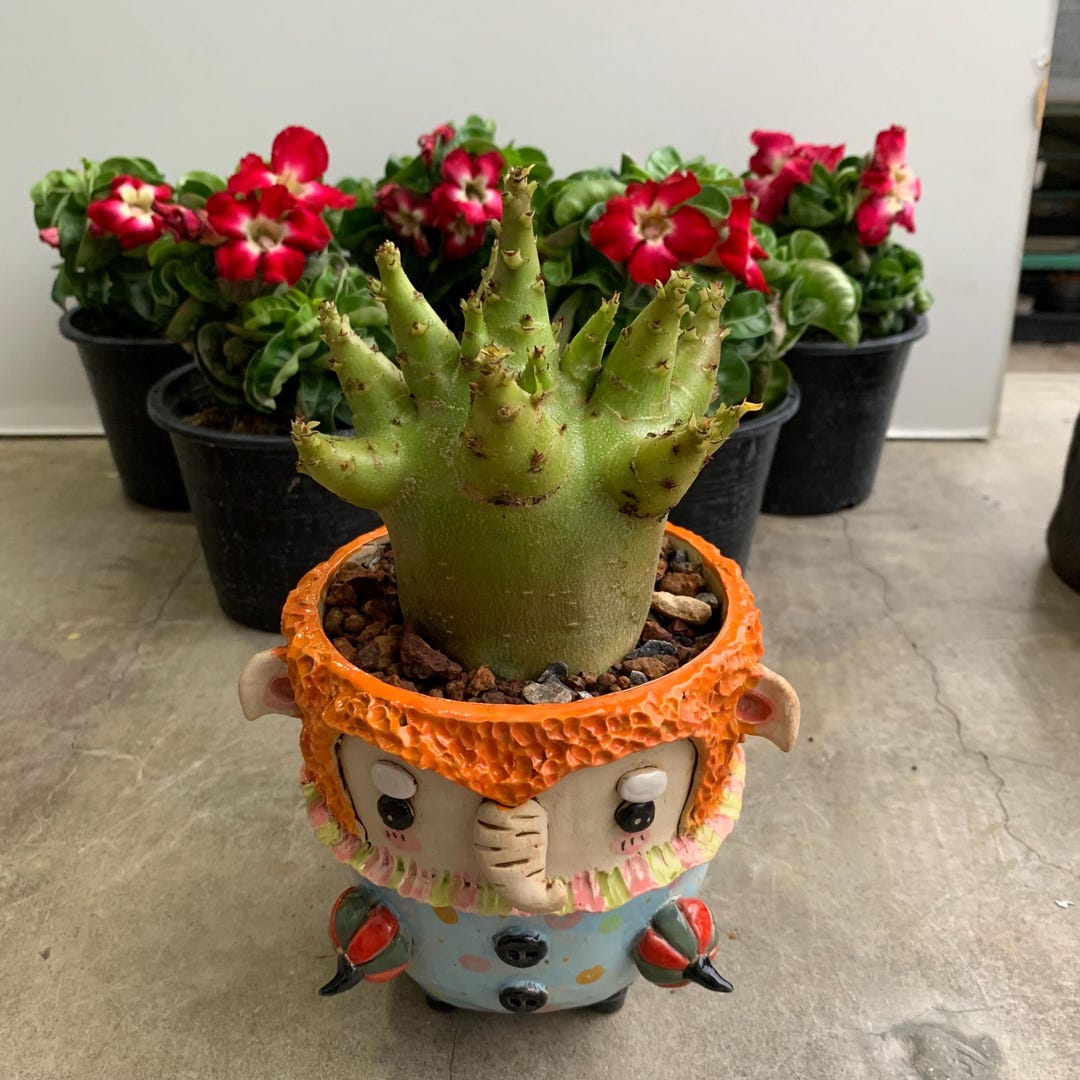 Adenium Arabicum “moopha + Hulk” – Rare Desert Rose Unique Caudex ...