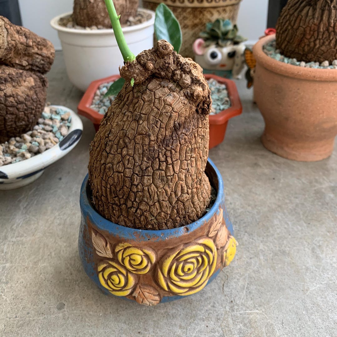 Stephania Suberosa Caudex – Live Rare Plant – Exotic Houseplant ...