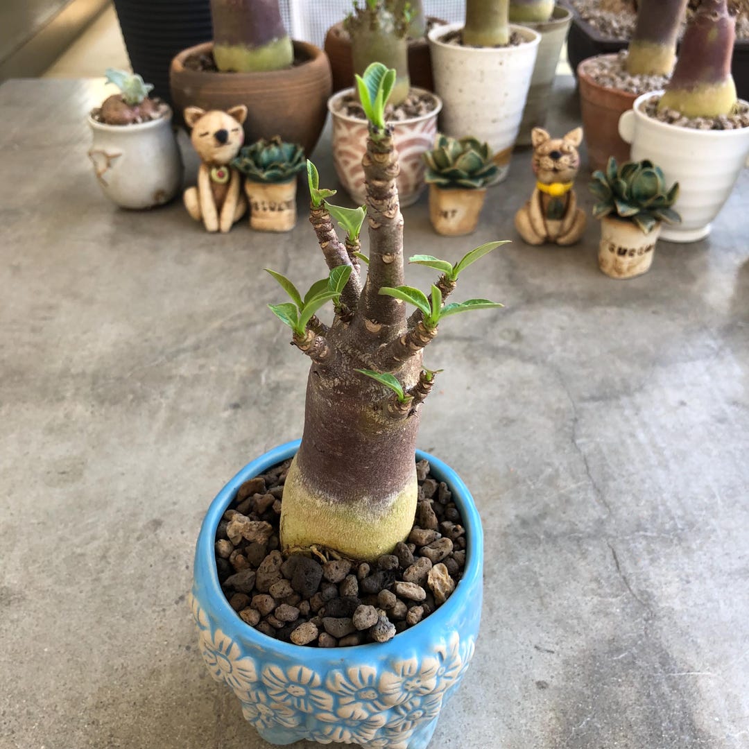 Adenium Obesum ‘ara Black Pearl’ – Stunning Dark Velvet Flowers, Rare ...