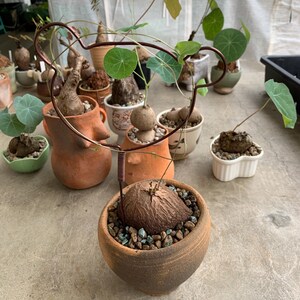 Rare Dioscorea Sylvatica Caudex Plant Exotic Elephants Foot Succulent ...