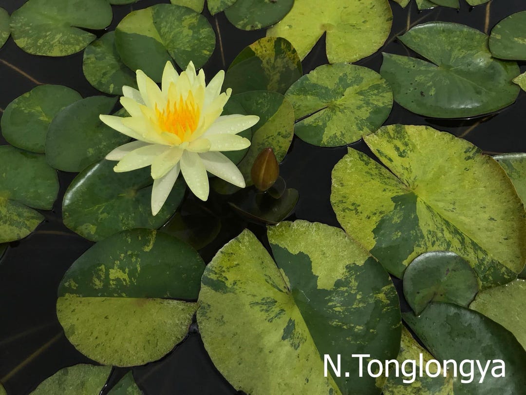Mainam 3 Stems Nymphaea, Water Lily “tonglongya” – Hardy Pond Plant ...