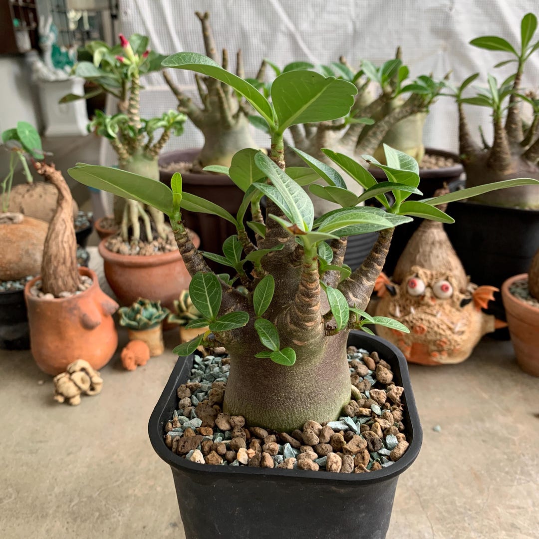 Exotic Adenium Obesum Desert Rose With Unique Caudex, Perfect for ...