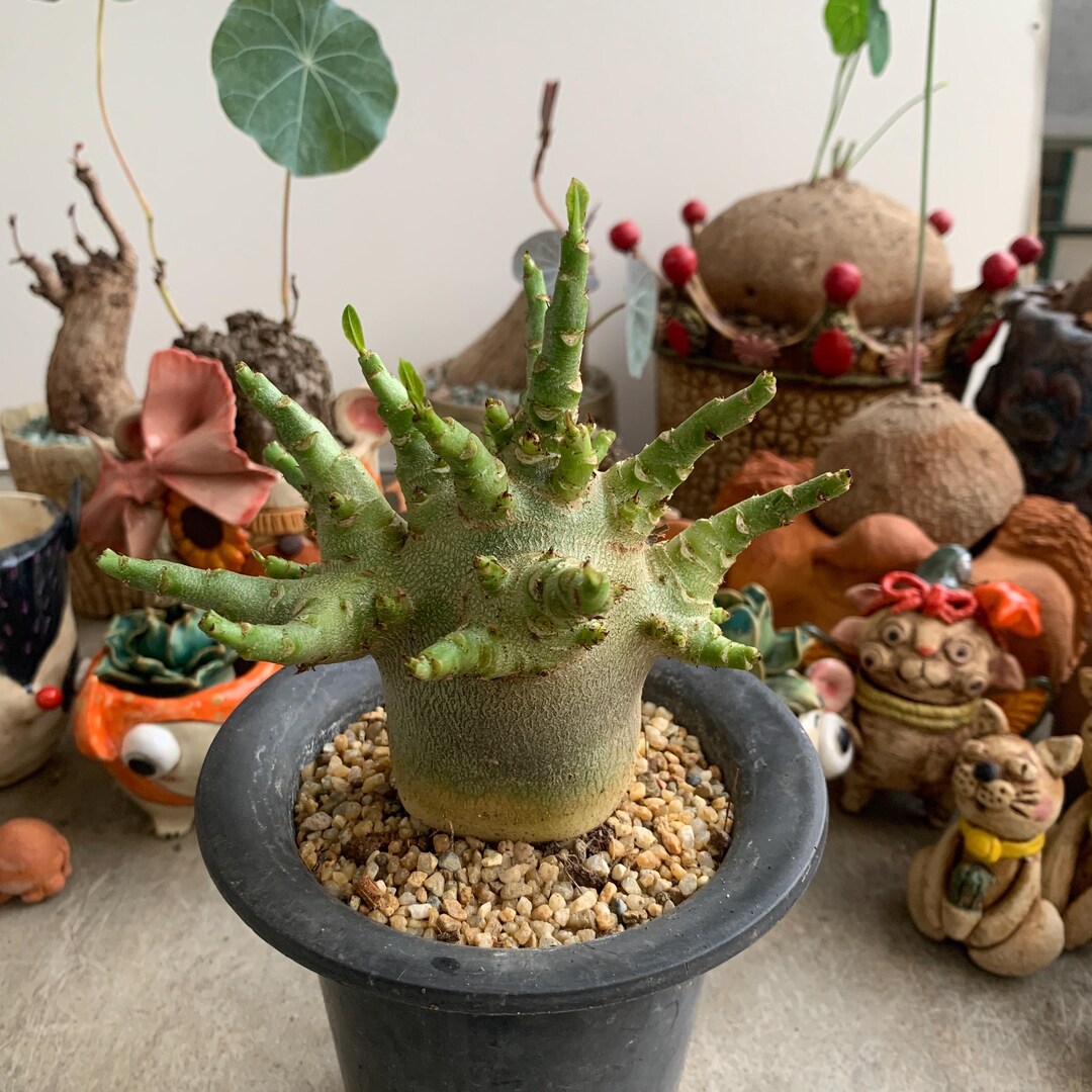 Exotic Adenium Arabicum ‘kalamae + Nombig’ – Stunning Desert Rose With ...