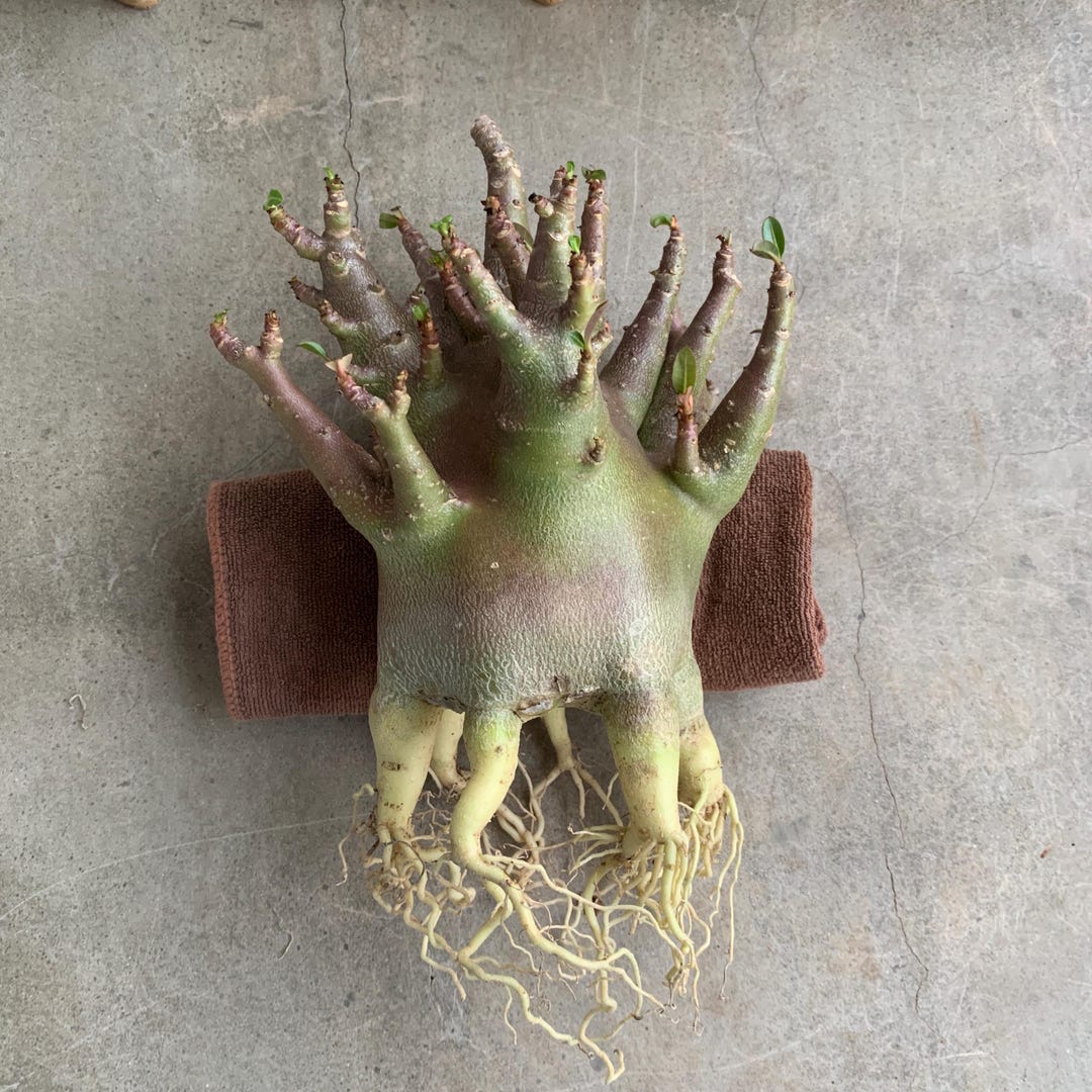 Adenium Arabicum kalamae F1 Rare Black Desert Rose, Striking Caudex ...