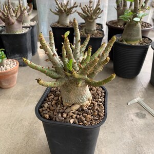 Adenium God Champ Unique Caudex Desert Rose Bonsai, Rare Succulent for ...
