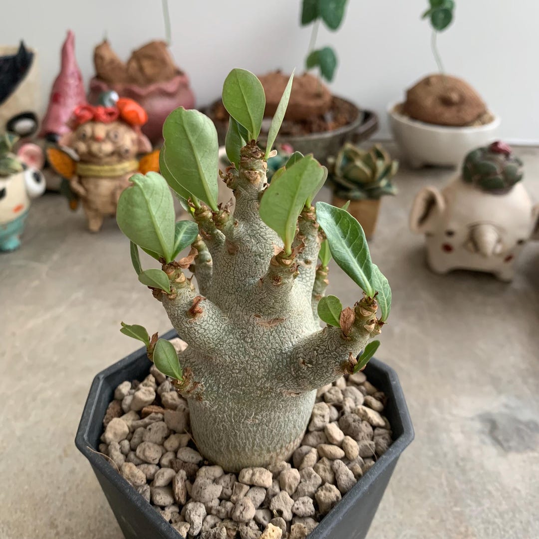 Rare Adenium Arabicum “godji” – Unique Desert Rose Variety With Thick ...