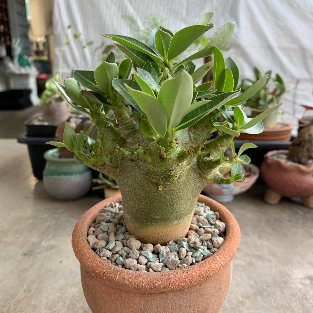 Adenium Arabicum god Champ Rare Desert Rose With Sculpted Caudex Unique ...