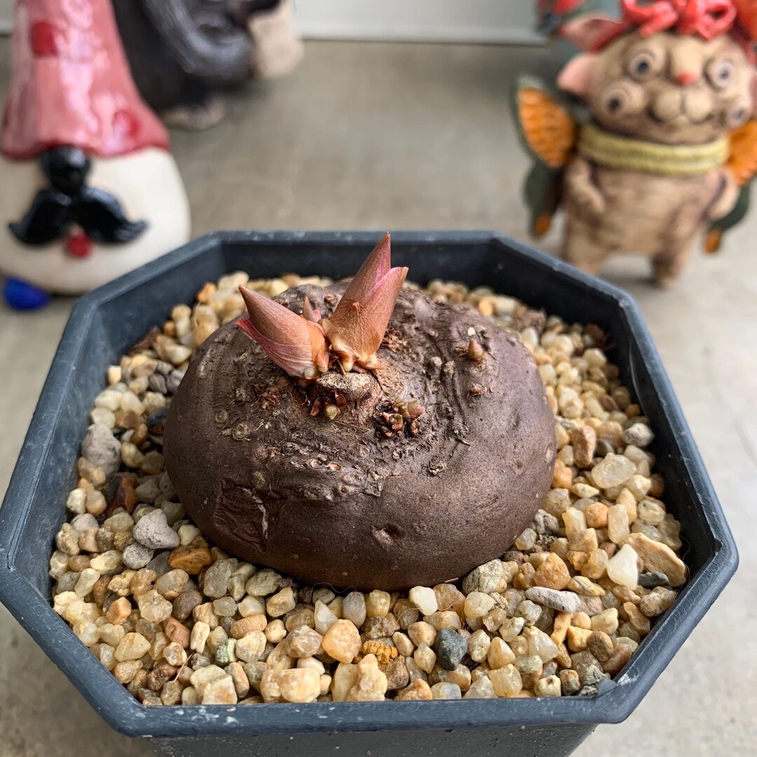 Exotic Voodoo Lily, Amorphophallus Atroviridis - Medium Bulb, Dark ...